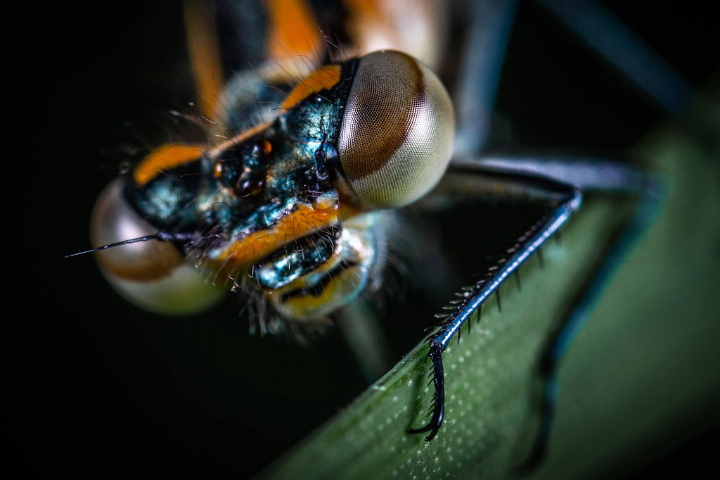 10 Consejos Determinantes para Fotografiar Insectos