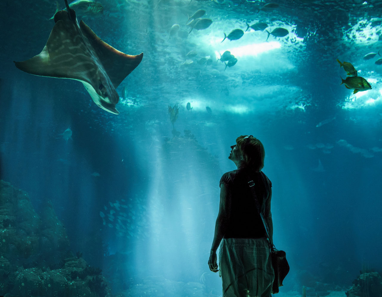 10 Fantásticos Consejos para Hacer Fotos en un Acuario