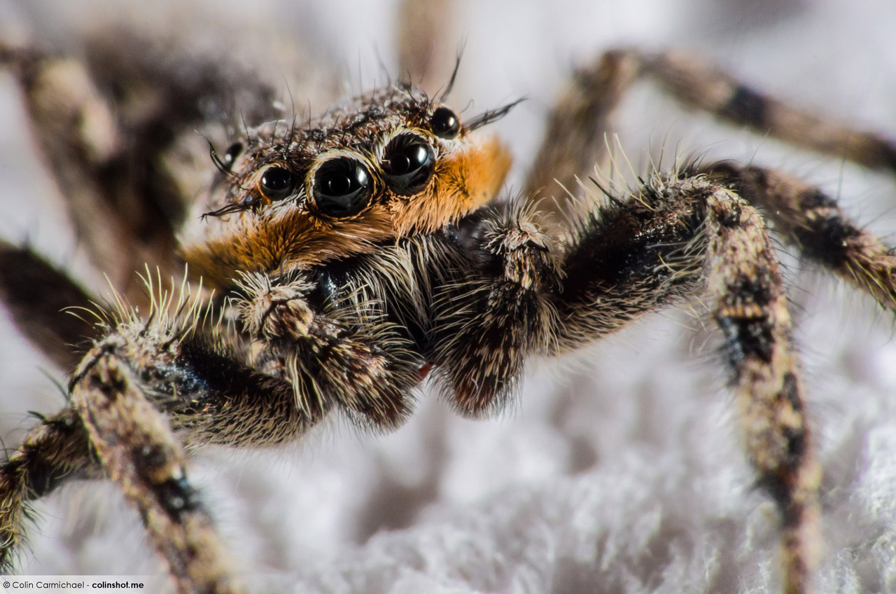 35 Fotos Macro Impresionantes para Inspirarte