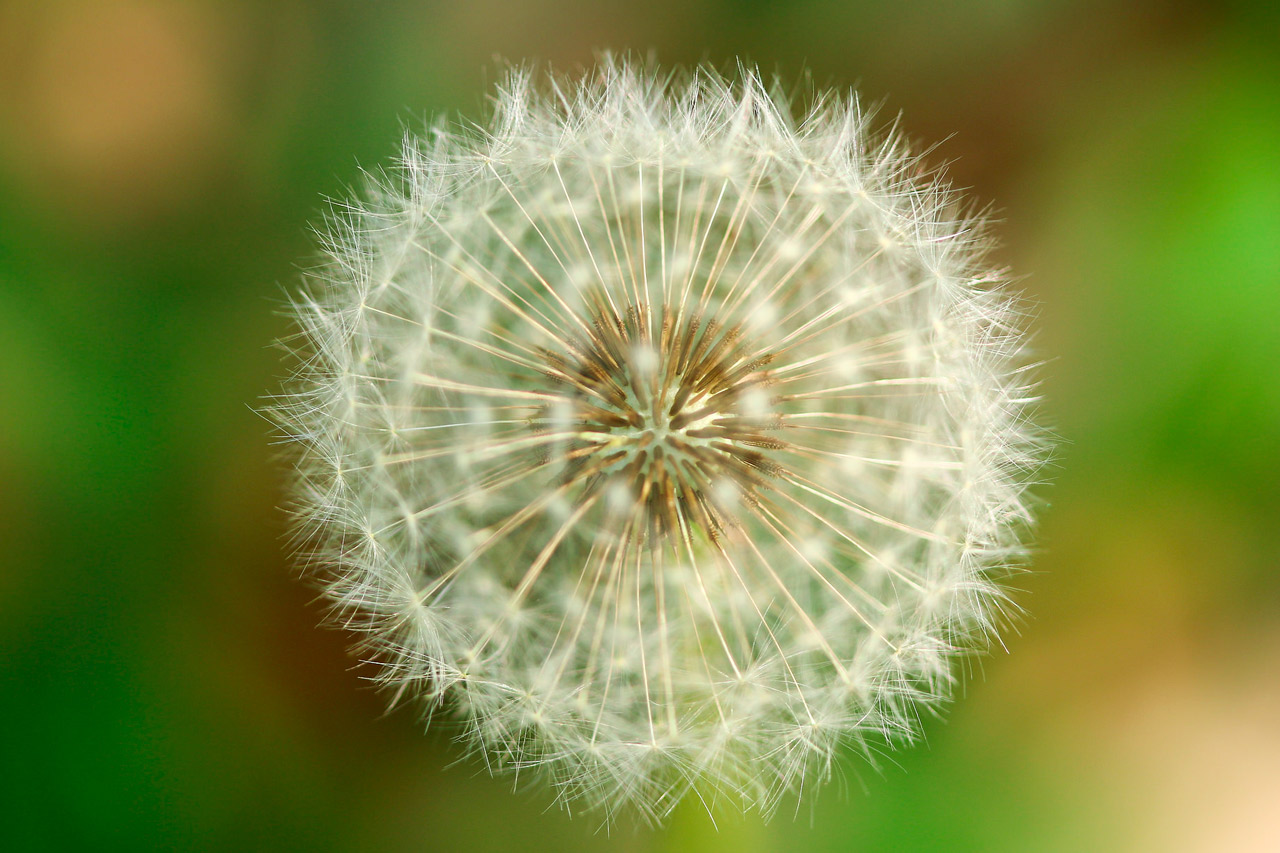 35 Fotos Macro Impresionantes para Inspirarte