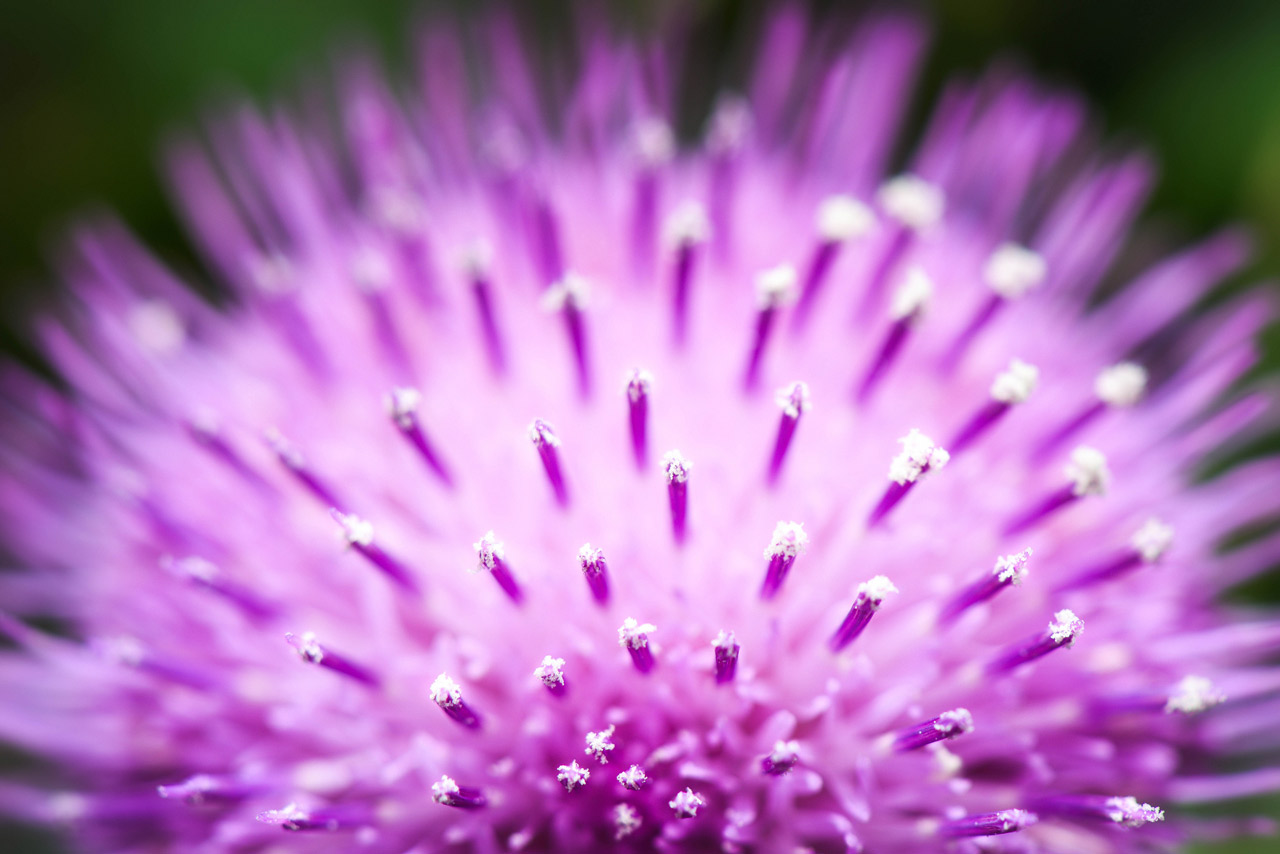 35 Fotos Macro Impresionantes para Inspirarte