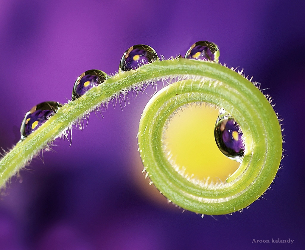 35 Fotos Macro Impresionantes para Inspirarte