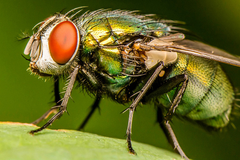 35 Fotos Macro Impresionantes para Inspirarte