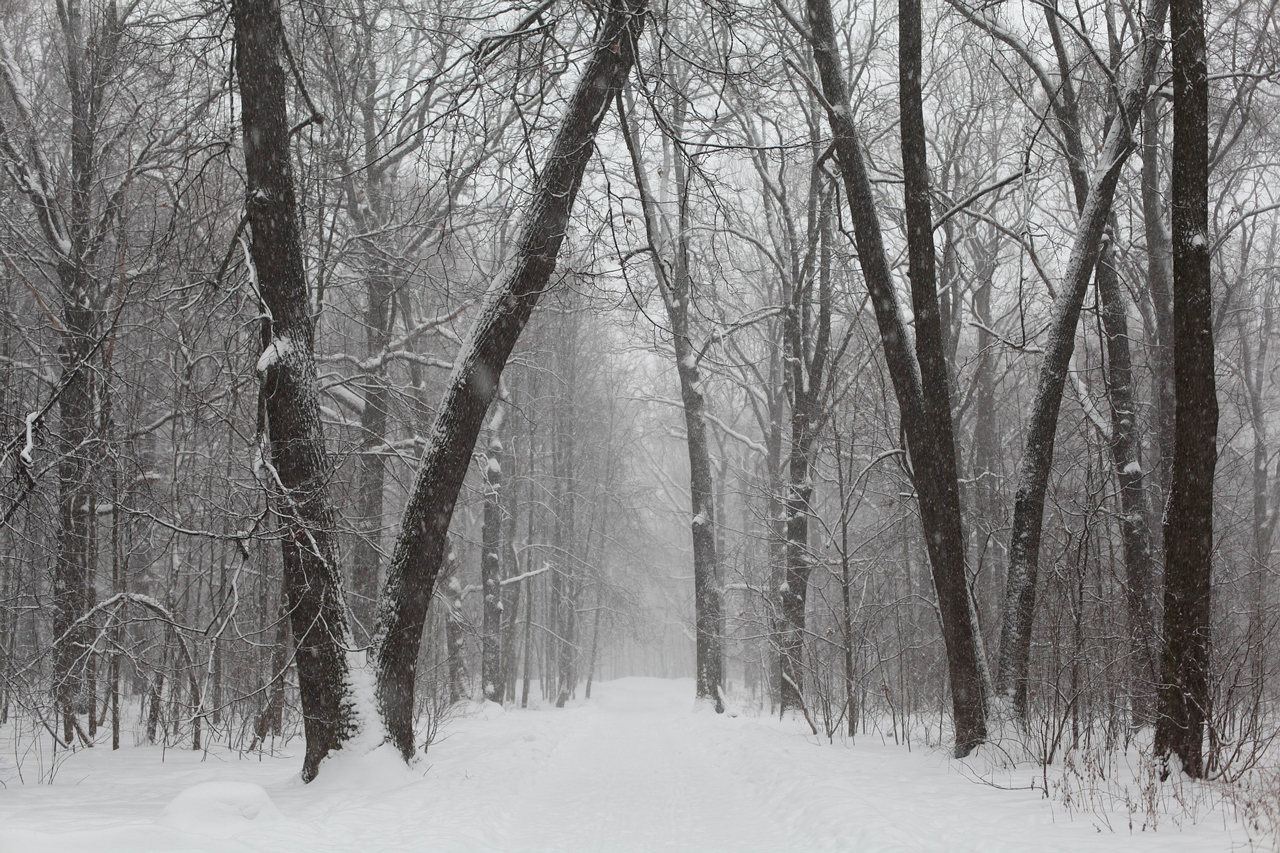 12 Consejos para Hacer Mejores Fotos en la Nieve