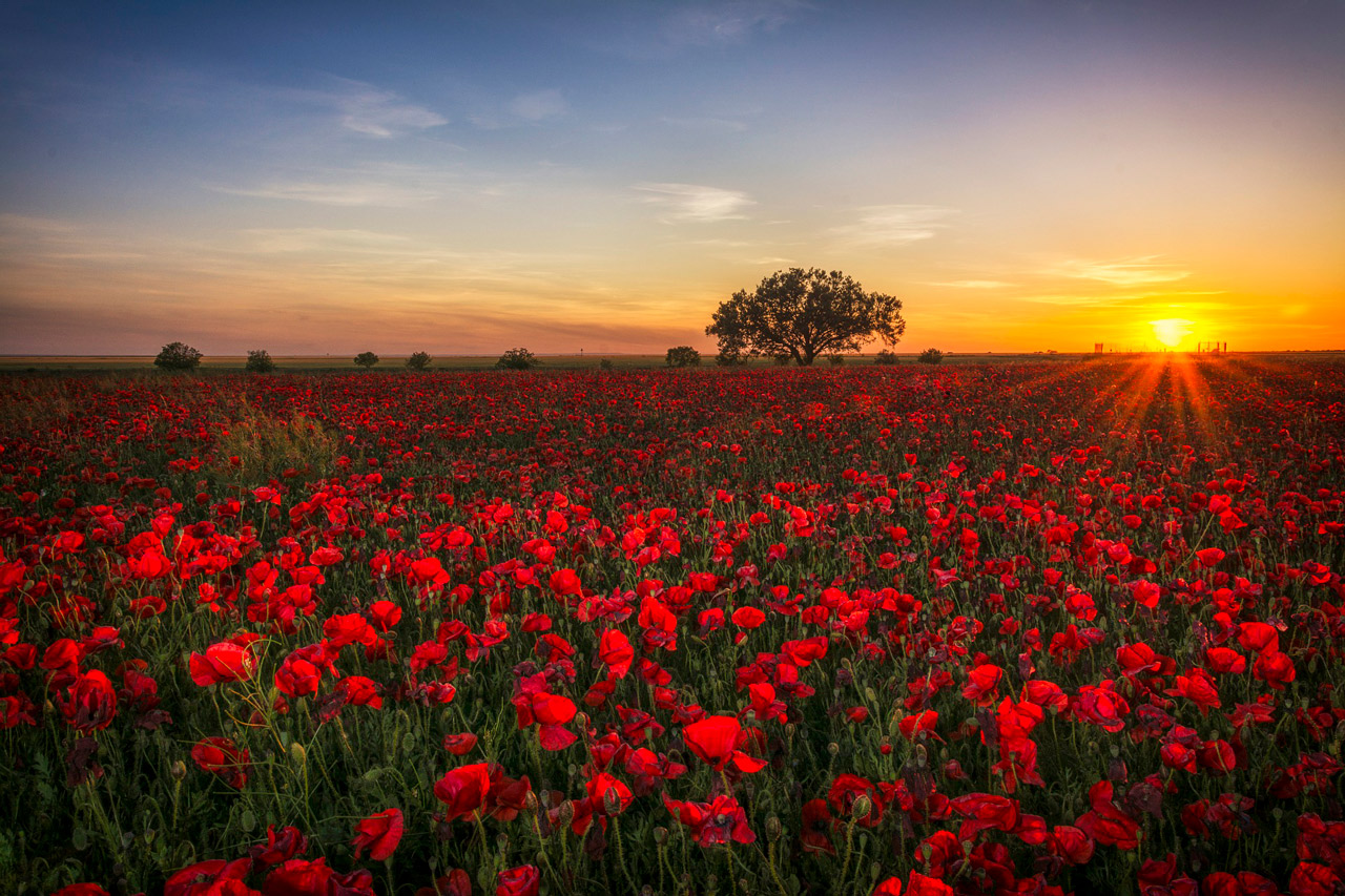 27 Fantásticas Fotos para Inspirarte esta Primavera