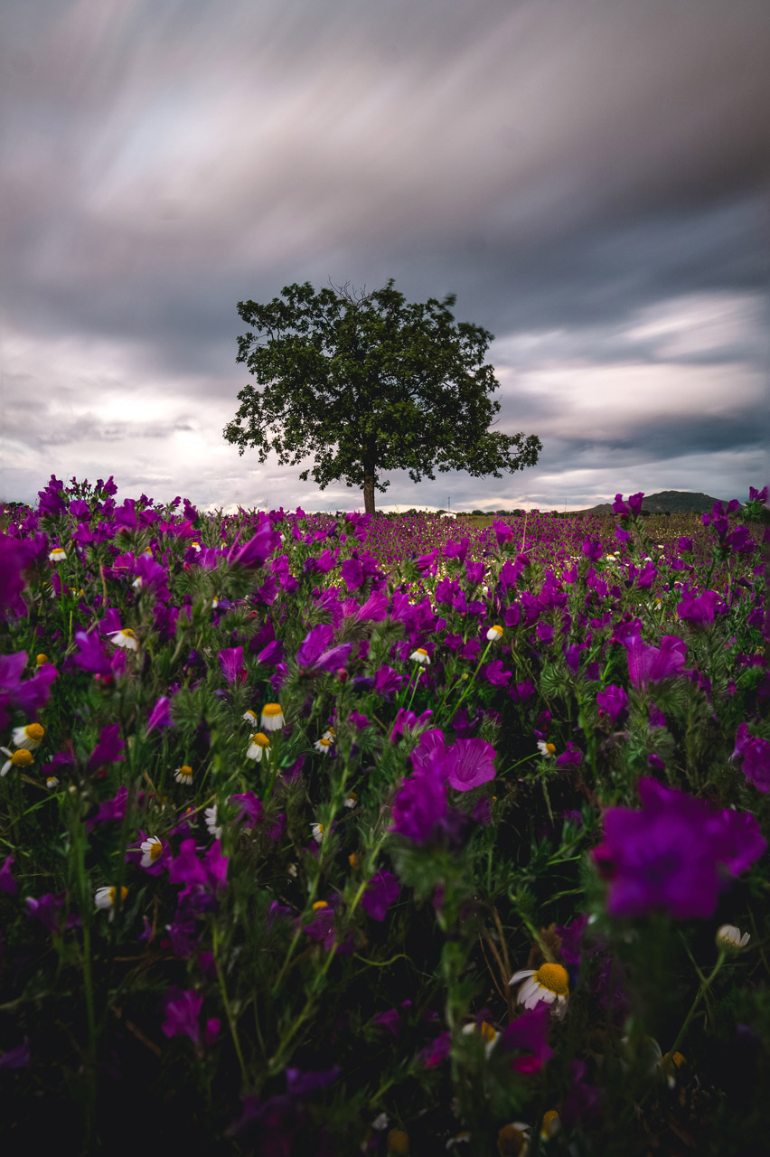 27 Fantásticas Fotos para Inspirarte esta Primavera