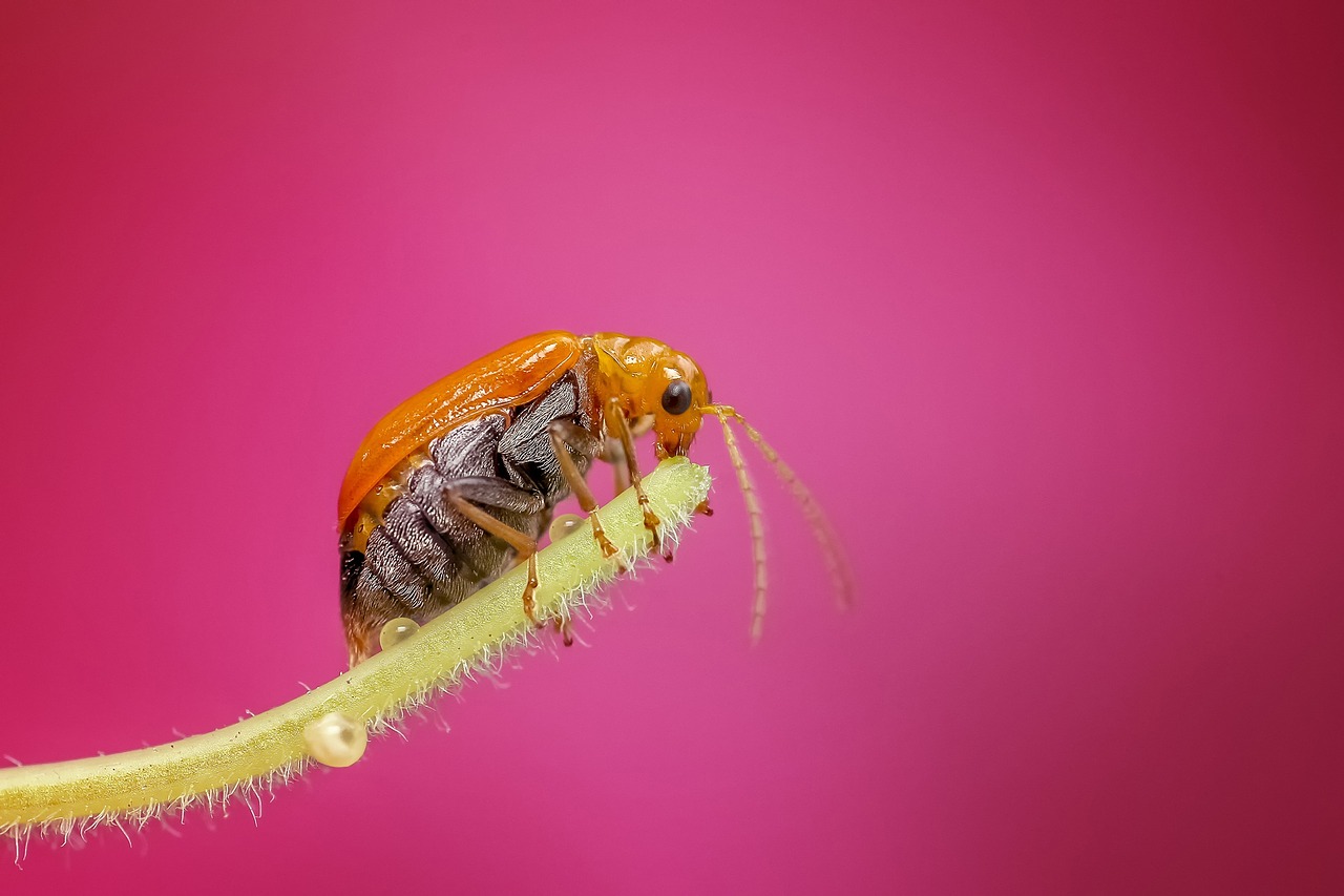 40 Impresionantes Fotos de Insectos para Inspirarte