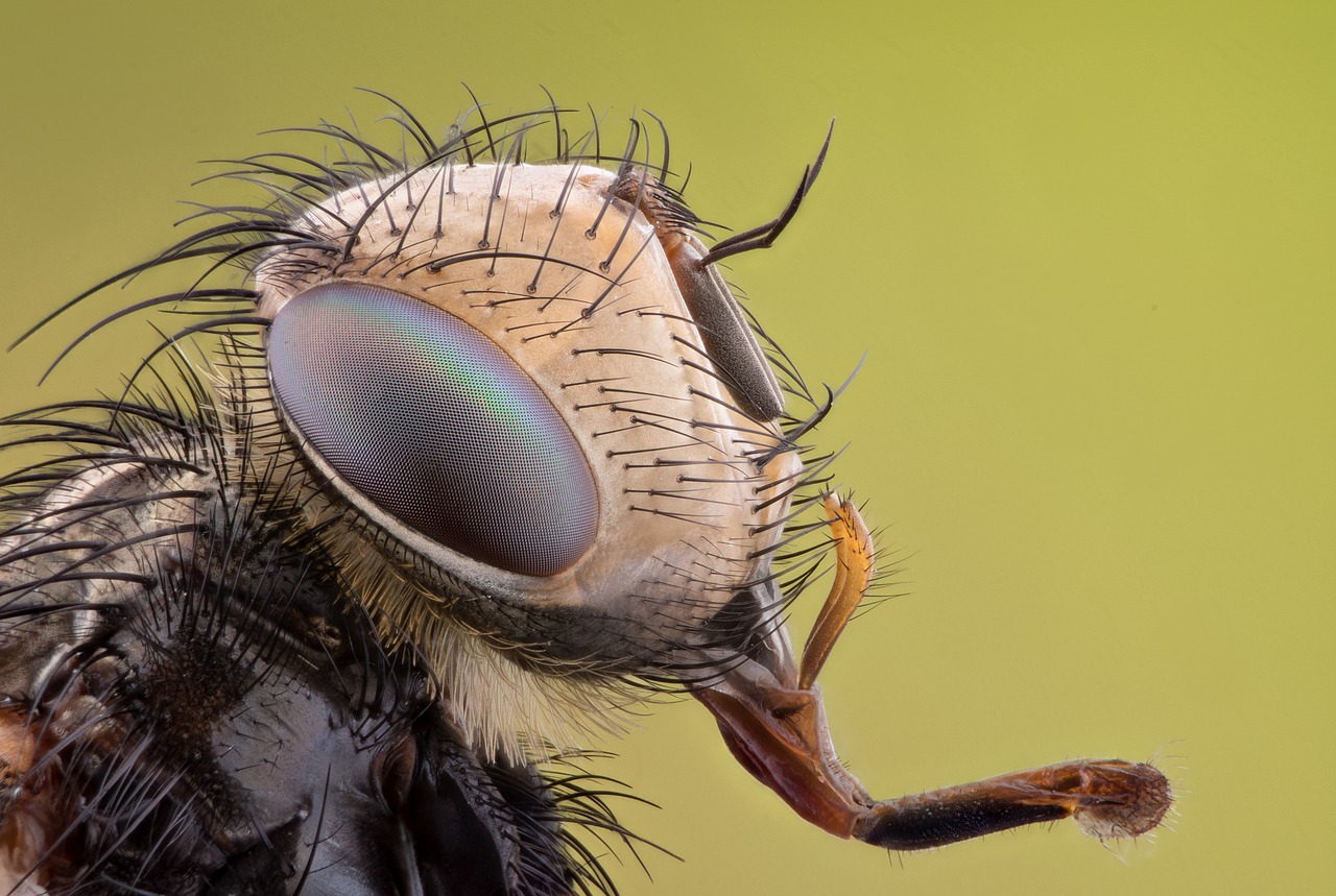 40 Impresionantes Fotos de Insectos para Inspirarte
