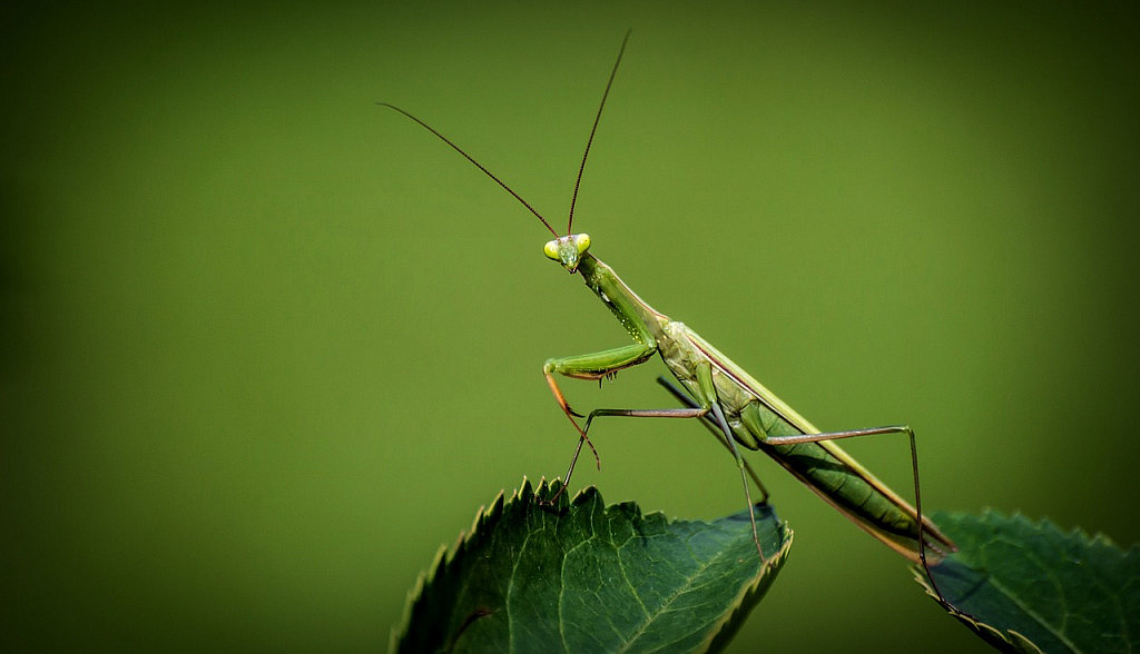 40 Impresionantes Fotos de Insectos para Inspirarte