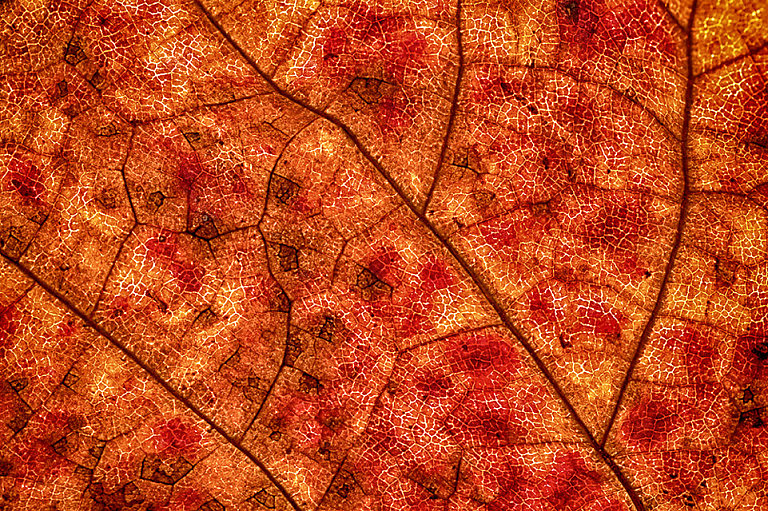 28 Fotos de Hojas para Animarte a Hacer Fotografías en Otoño