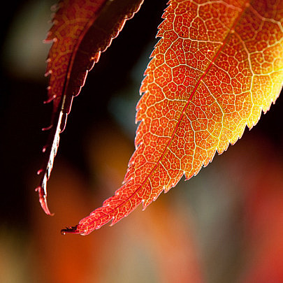 28 Fotos de Hojas para Animarte a Hacer Fotografías en Otoño