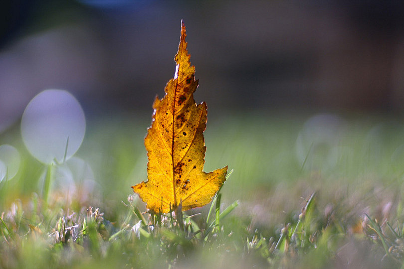 28 Fotos de Hojas para Animarte a Hacer Fotografías en Otoño