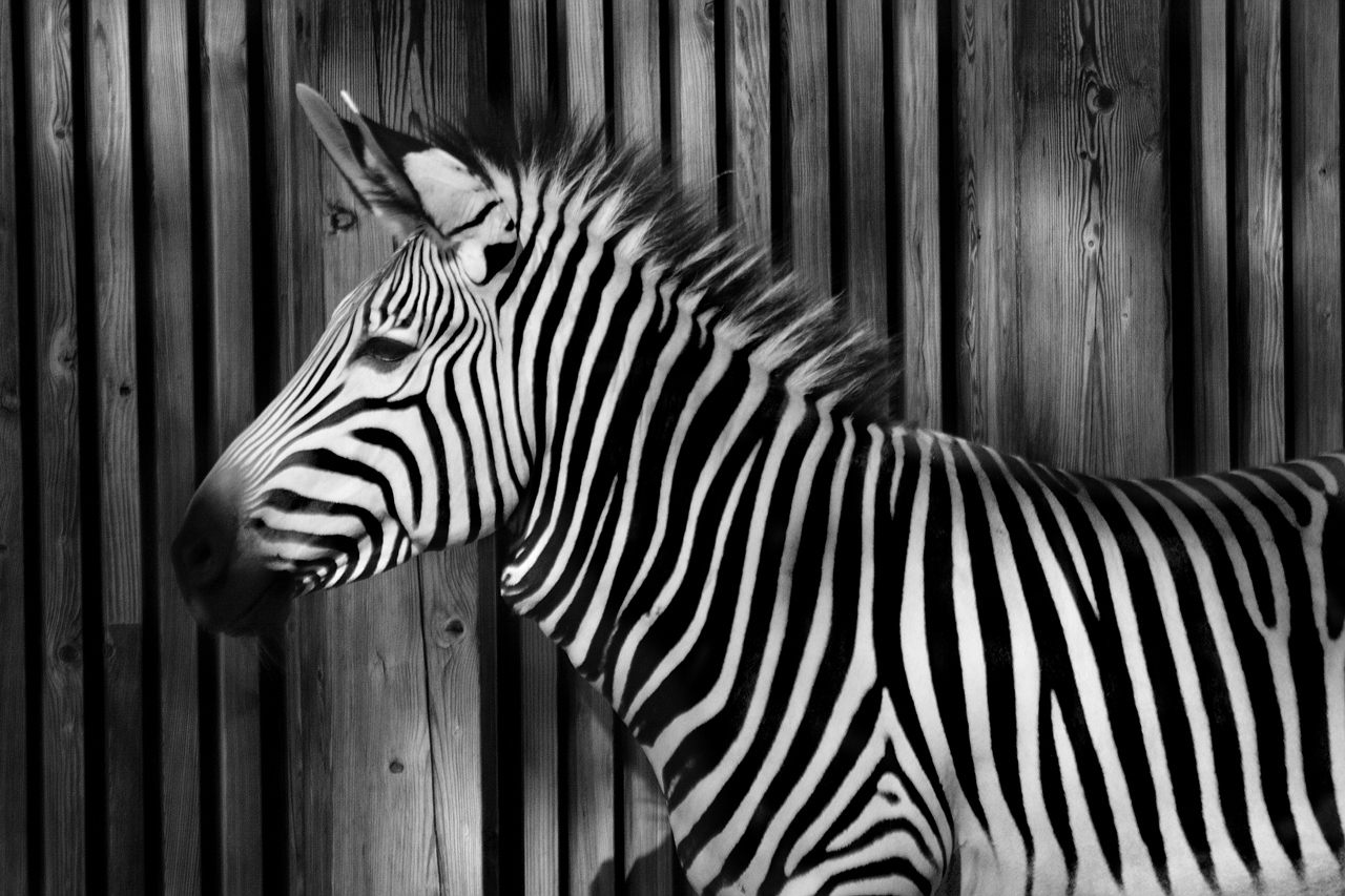 El Ritmo como Elemento Compositivo y Cómo Sacarle Partido