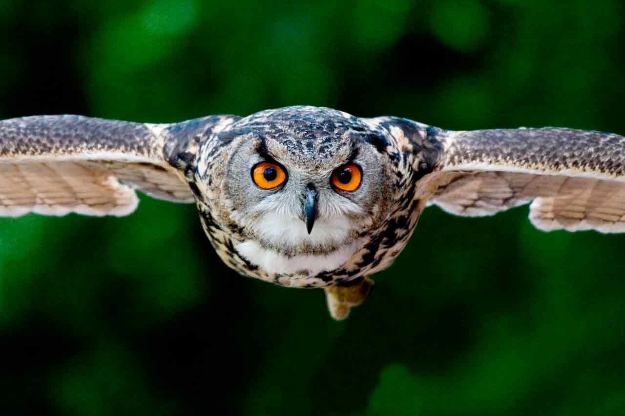 7 Consejos Para Fotografiar Aves