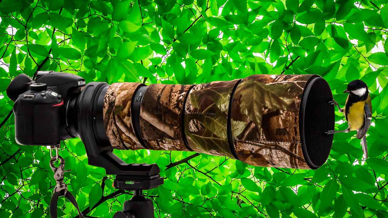 7 Consejos Para Fotografiar Aves