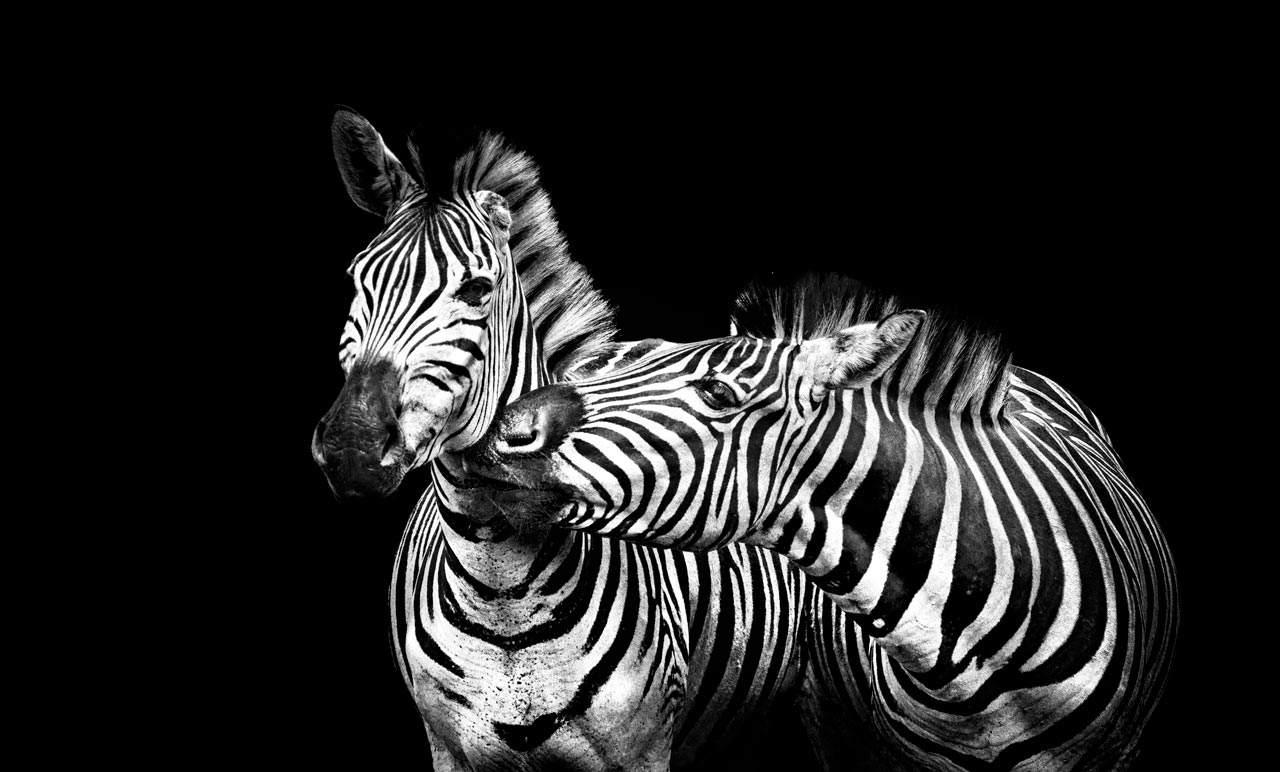 Fotografía en Blanco y Negro: la Guía Más Completa