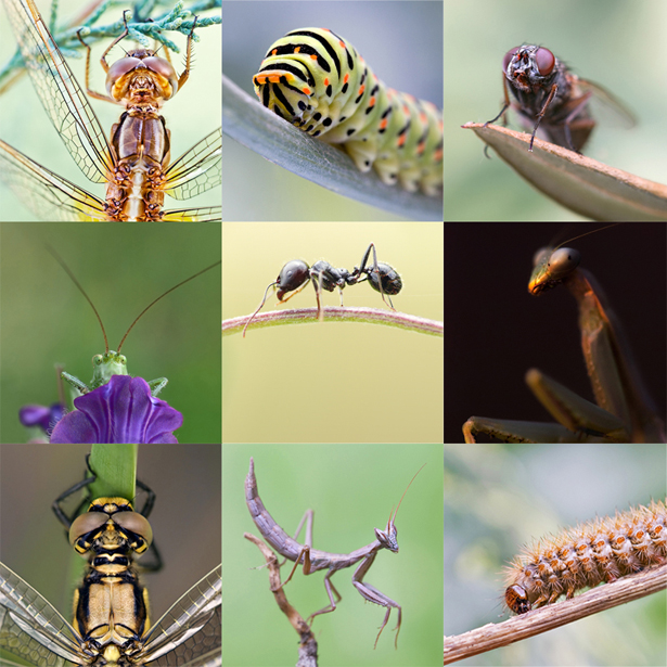 Cómo Fotografiar Insectos: Descubre Todos Sus Secretos