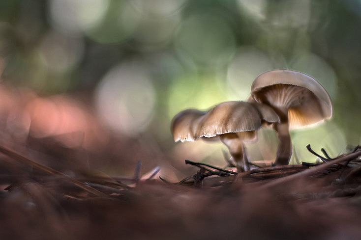 Cómo Fotografiar Setas Con Éxito: Aprendiendo De Alex Alonso