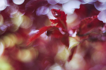 Cómo Usar el Desenfoque para Hacer Más Bellas tus Fotos