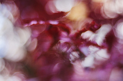 Cómo Usar el Desenfoque para Hacer Más Bellas tus Fotos