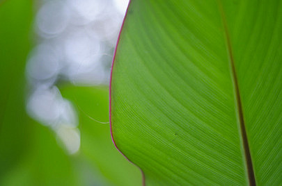 Cómo Usar el Desenfoque para Hacer Más Bellas tus Fotos