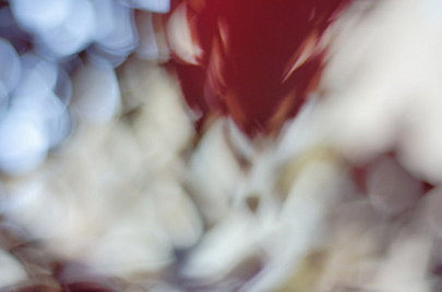 Cómo Usar el Desenfoque para Hacer Más Bellas tus Fotos