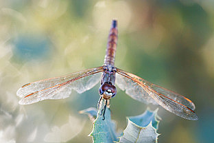 Cómo Usar el Desenfoque para Hacer Más Bellas tus Fotos