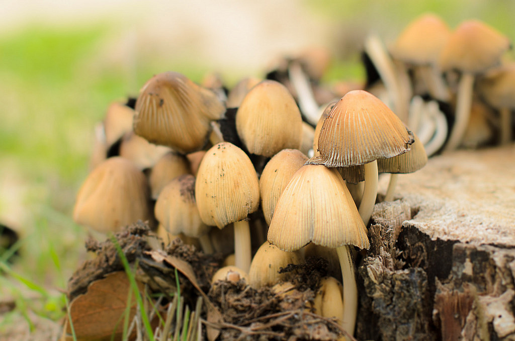 Las 5 Lecciones Que Aprendí Tras Mi Primera Sesión Fotografiando Setas