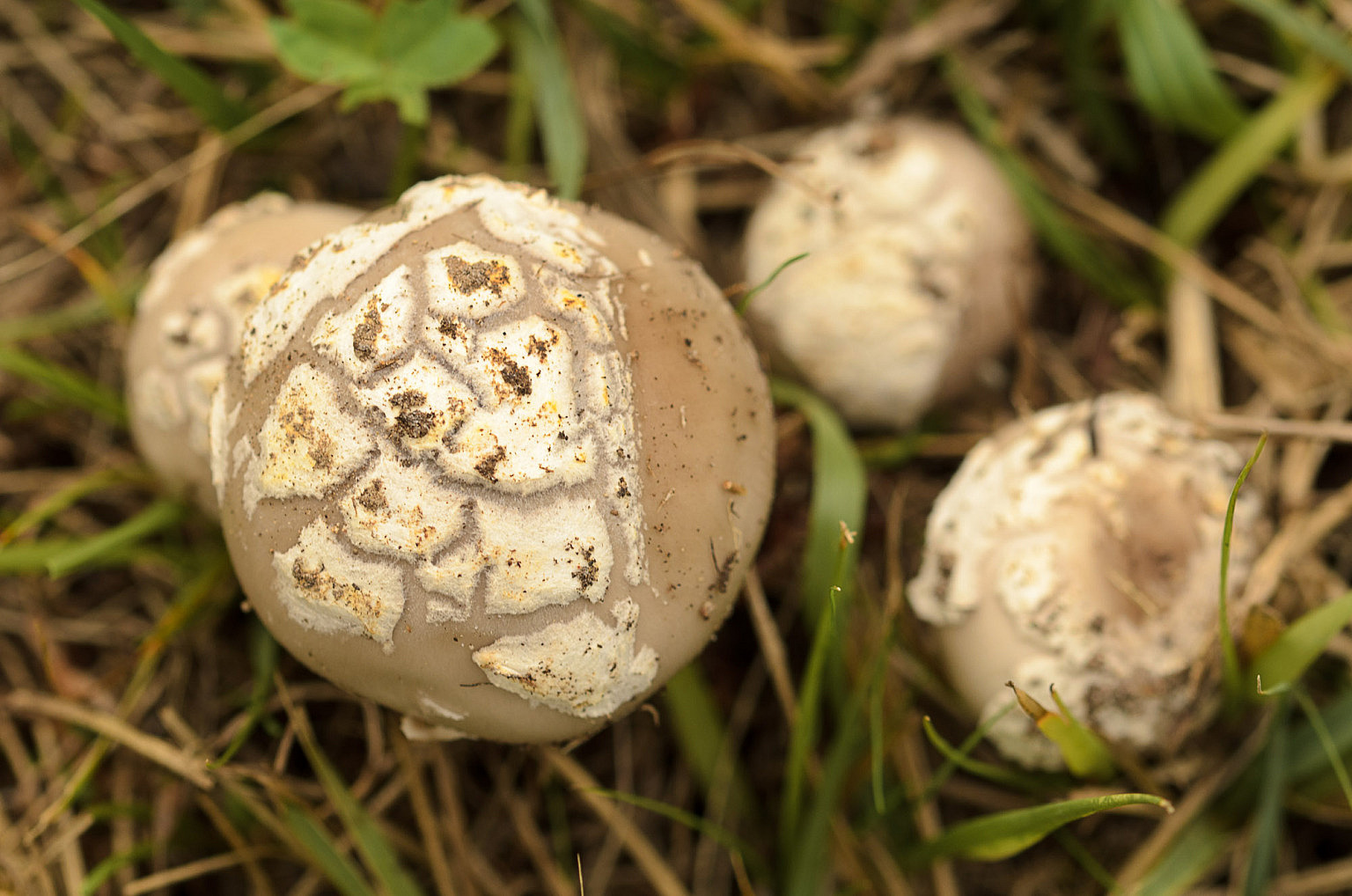 Las 5 Lecciones Que Aprendí Tras Mi Primera Sesión Fotografiando Setas