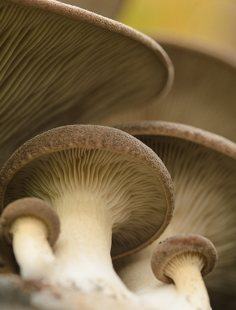 Las 5 Lecciones Que Aprendí Tras Mi Primera Sesión Fotografiando Setas