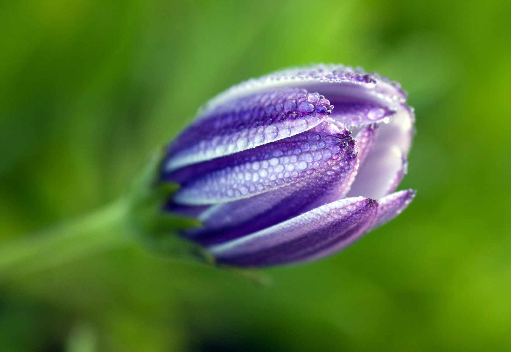 5 Consejos Para Fotografiar Flores Esta Primavera