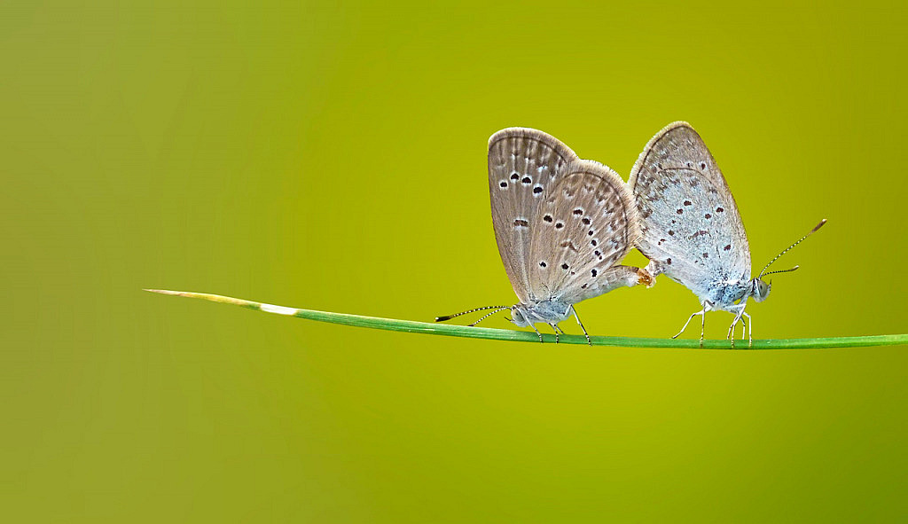 Guía Completa para Dominar el Encuadre en Fotografía