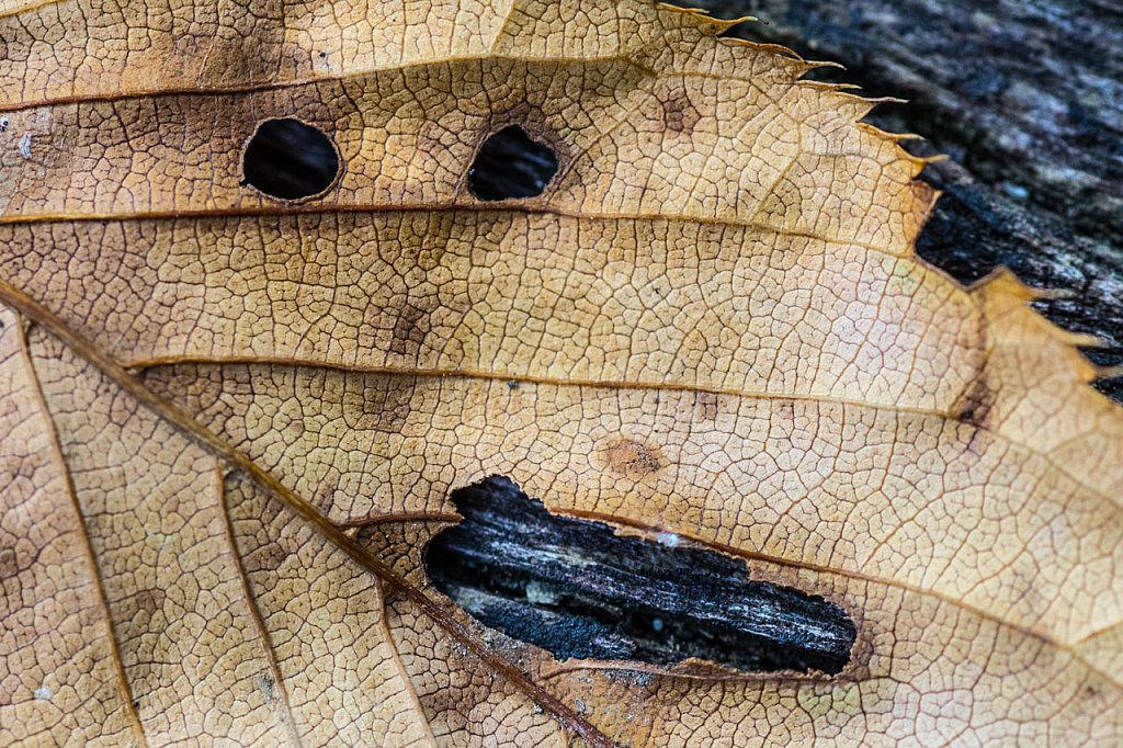 Pareidolia: Qué Es y Cómo Aprovecharla en Fotografía