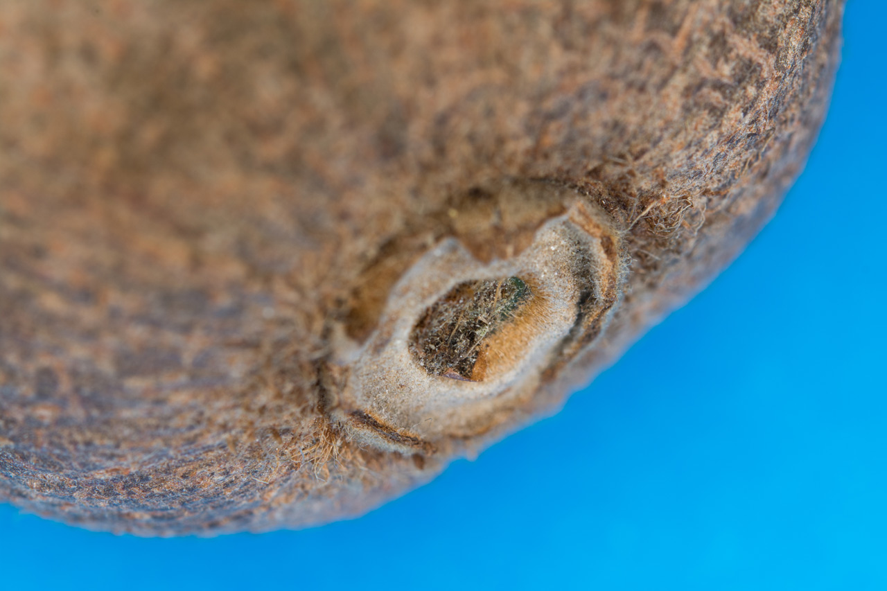 Fotografía Macro Abstracta: Caso Práctico Paso a Paso