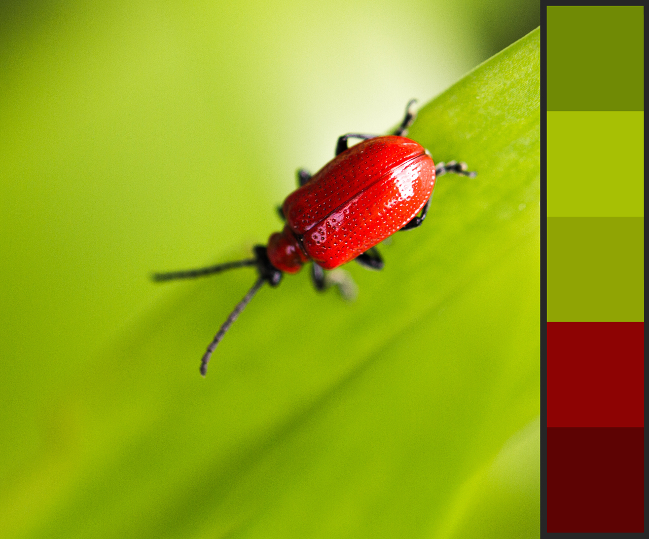 Utiliza el Contraste de Color para Crear Fotografías Más Impactantes