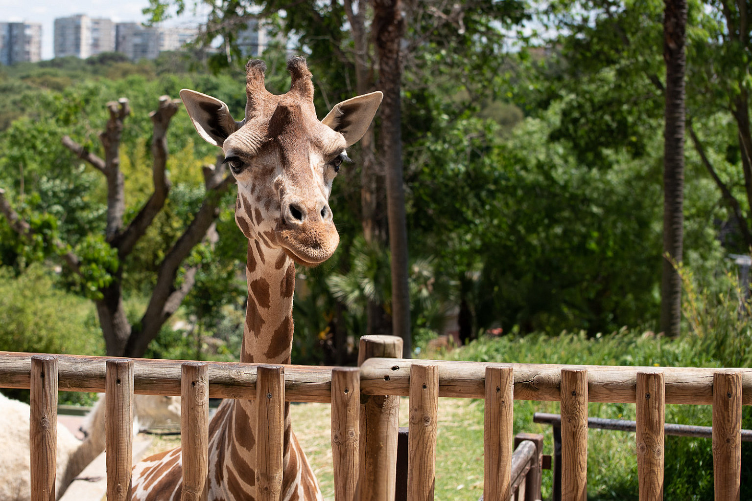 10 Consejos Para Conseguir Fotos Memorables En Tu Próxima Visita Al Zoo