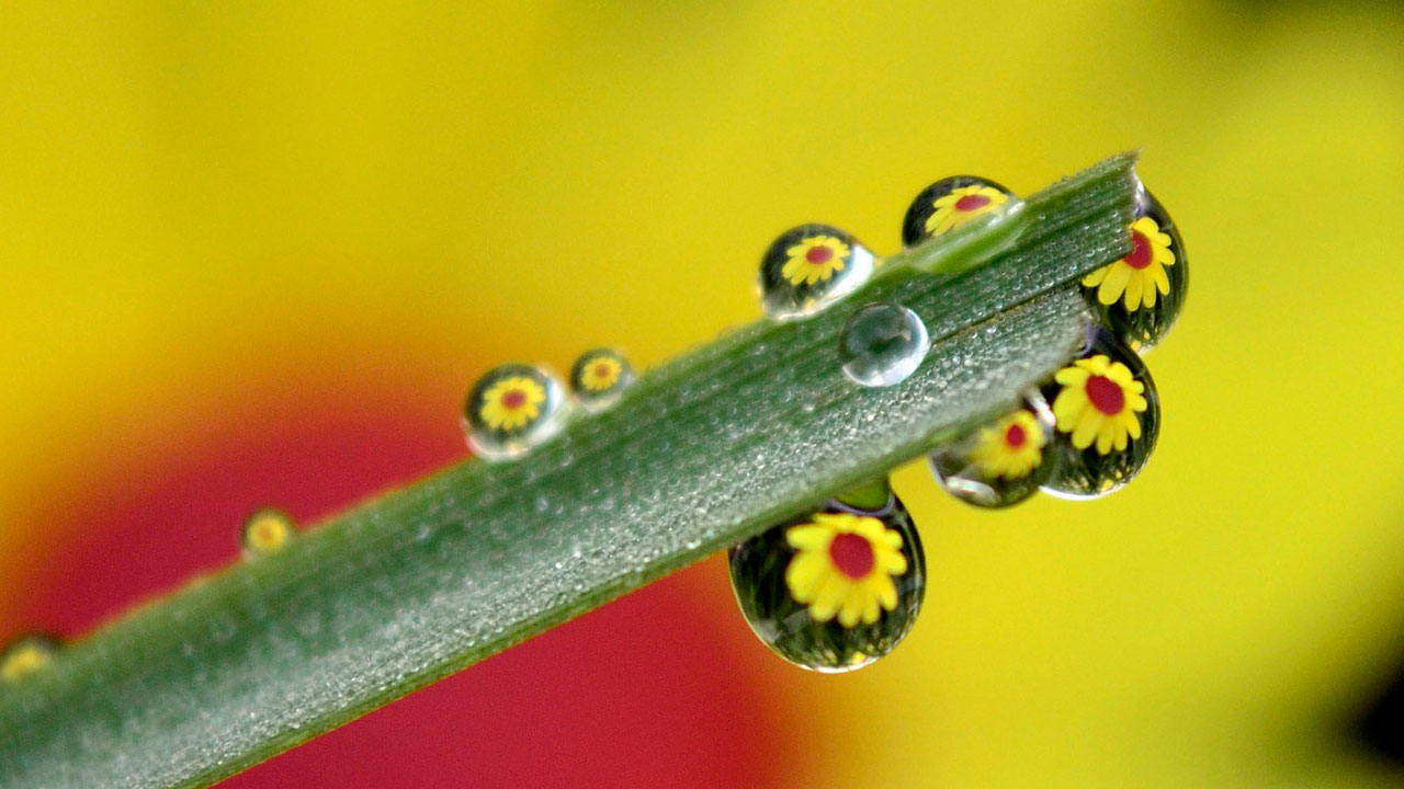20 Hermosas Fotografías del Rocío Matinal que Te Inspirarán