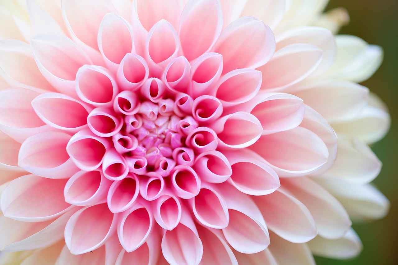 18 Consejos Esenciales para Hacer Fotos de Flores Impresionantes