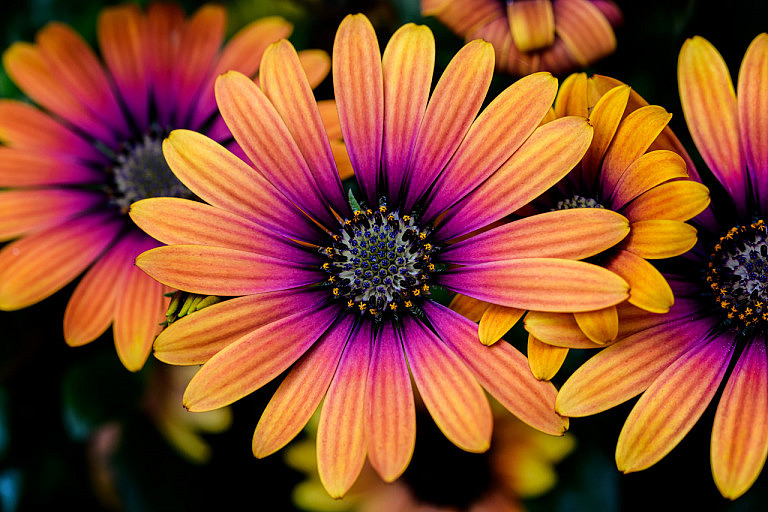 18 Consejos Esenciales para Hacer Fotos de Flores Impresionantes