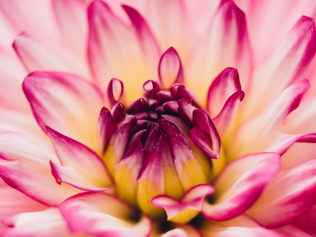 18 Consejos Esenciales para Hacer Fotos de Flores Impresionantes