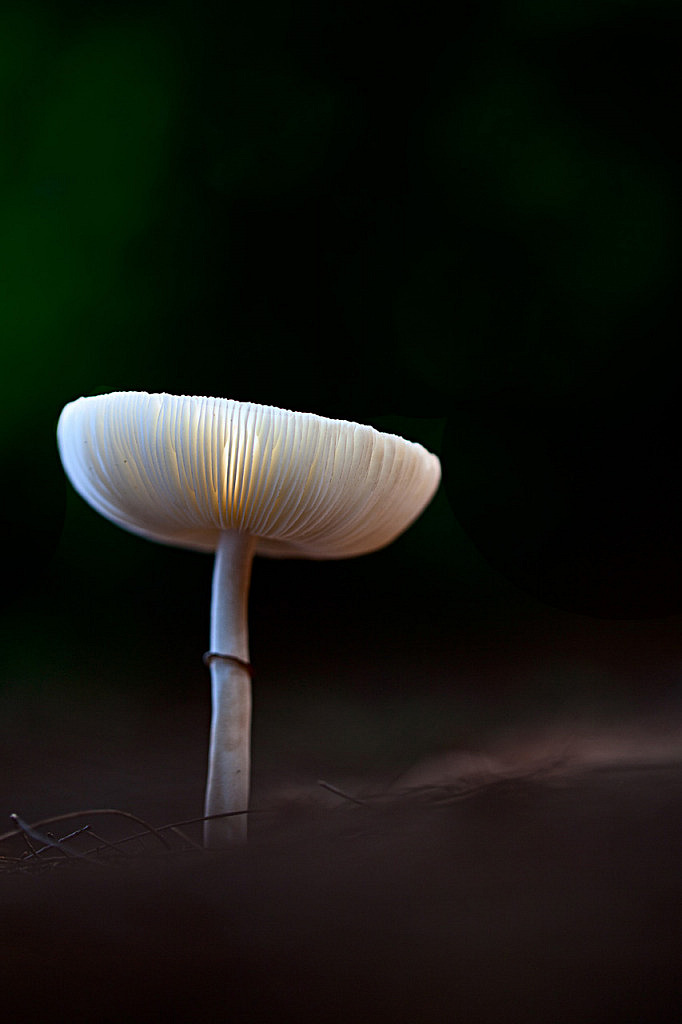 15 Fotos de Setas y Hongos para Inspirarte este Otoño