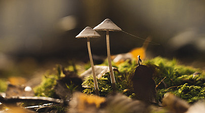 15 Fotos de Setas y Hongos para Inspirarte este Otoño