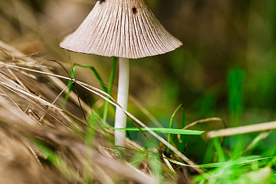 15 Fotos de Setas y Hongos para Inspirarte este Otoño