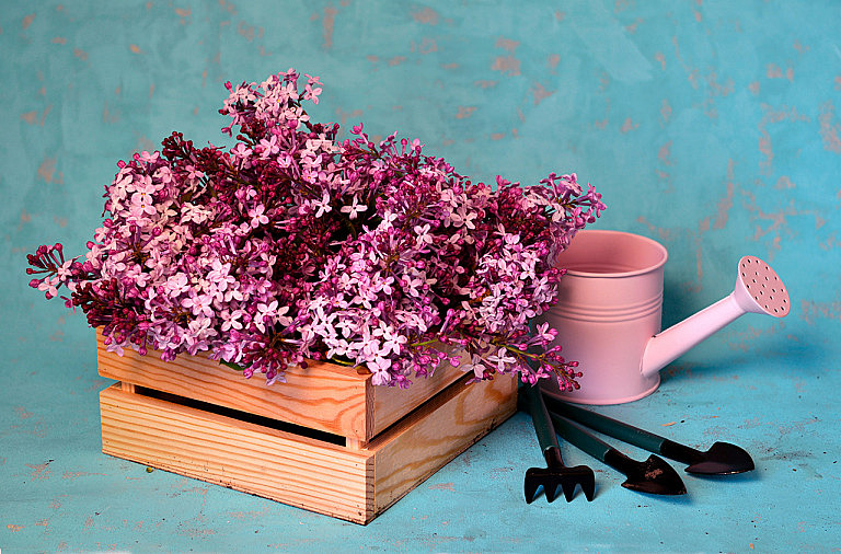Lo que la Fotografía de Bodegones Puede Enseñarte
