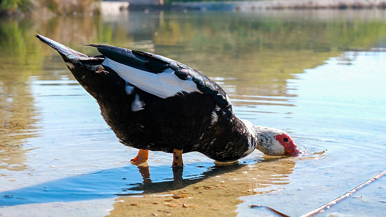 16 Fotos de Aves y un Caso Práctico para que Dejes Volar tu Inspiración