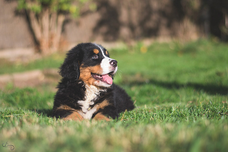 15 Increíbles Fotos de Perros que te Animarán a Hacer una Sesión ...