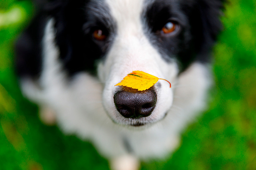 15 Increíbles Fotos de Perros que te Animarán a Hacer una Sesión ...
