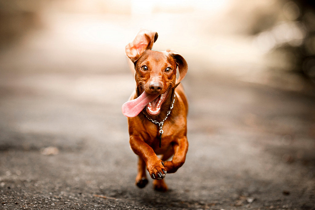 15 Increíbles Fotos de Perros que te Animarán a Hacer una Sesión ...