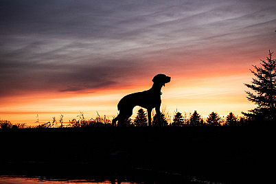 15 Increíbles Fotos de Perros que te Animarán a Hacer una Sesión ...
