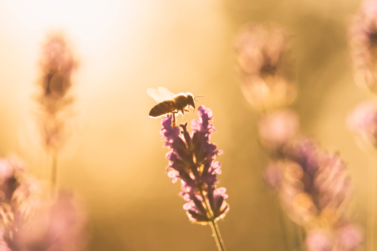 Contraluz en Fotografía: La Guía Definitiva para Sacarle Todo el Partido